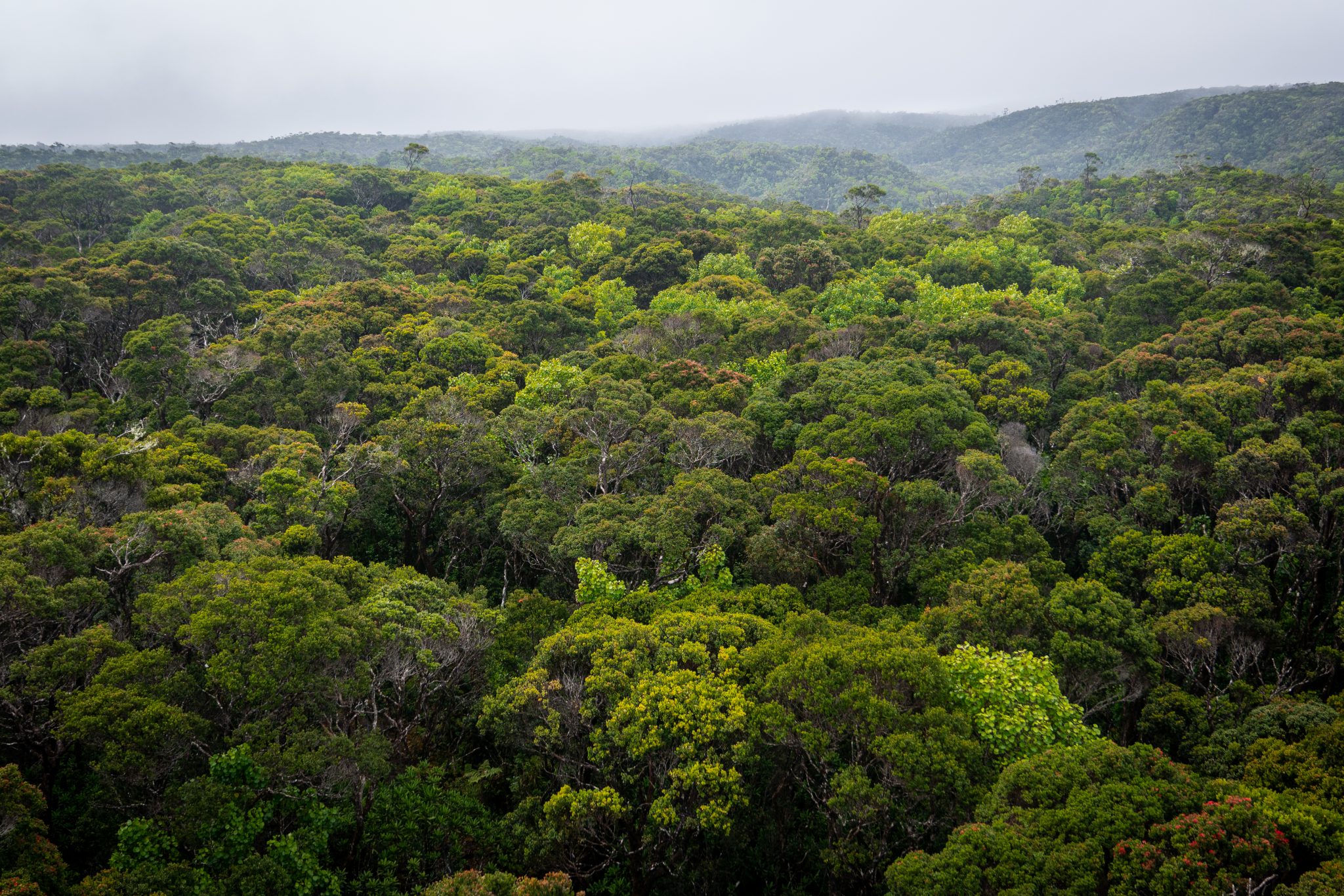 Division of Forestry and Wildlife: Forestry Program | Forest Carbon ...