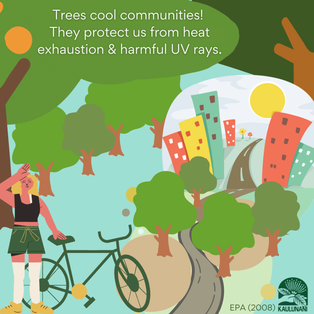 Why Trees Are Important – Division of Forestry and Wildlife: Forestry ...
