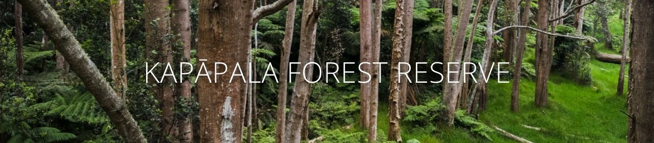 Division of Forestry and Wildlife: Forestry Program | Kapāpala Forest ...