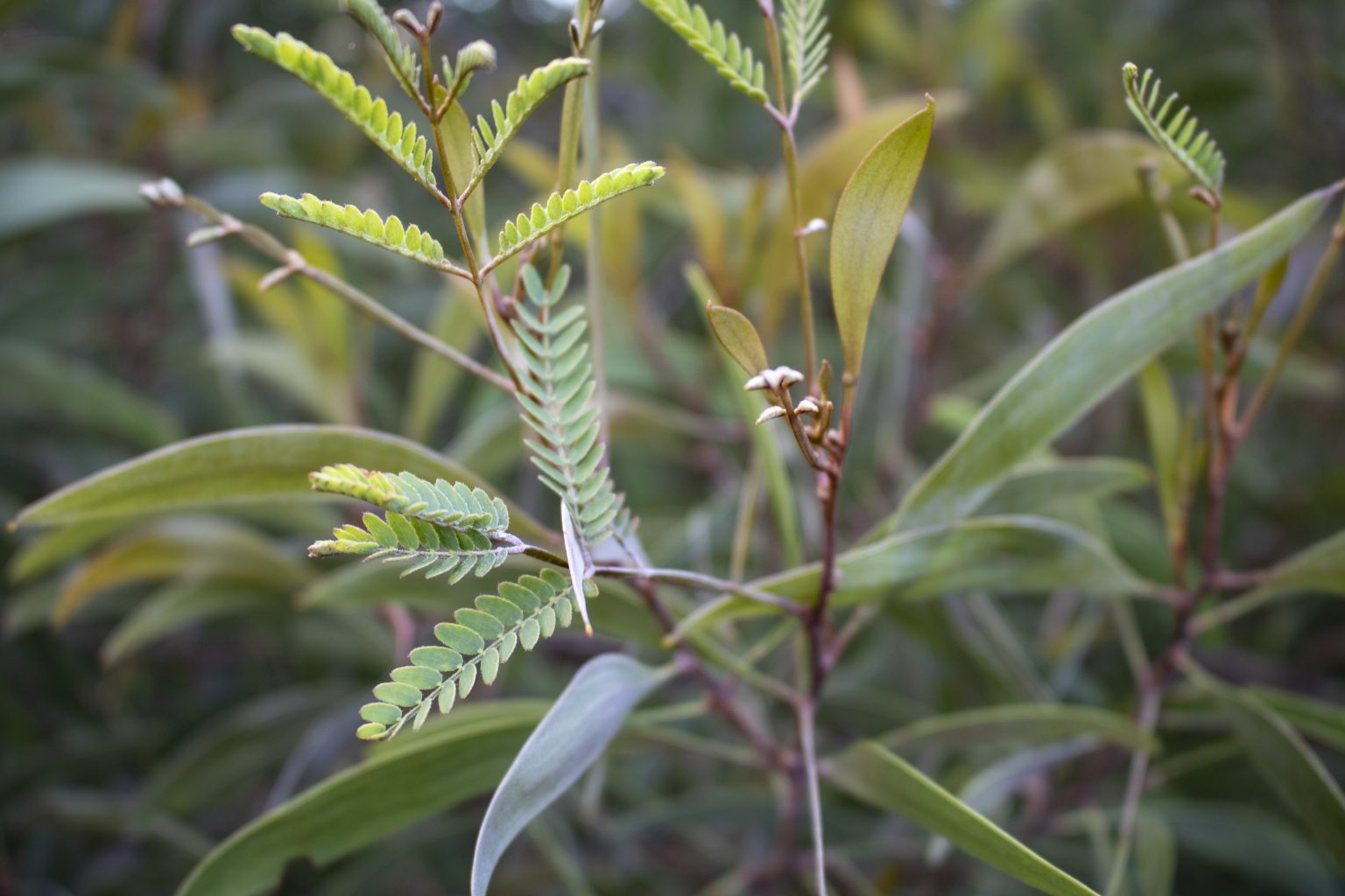 Division of Forestry and Wildlife: Forestry Program | Koa