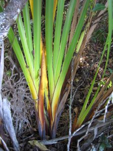 Division of Forestry and Wildlife: Forestry Program | ‘Uki