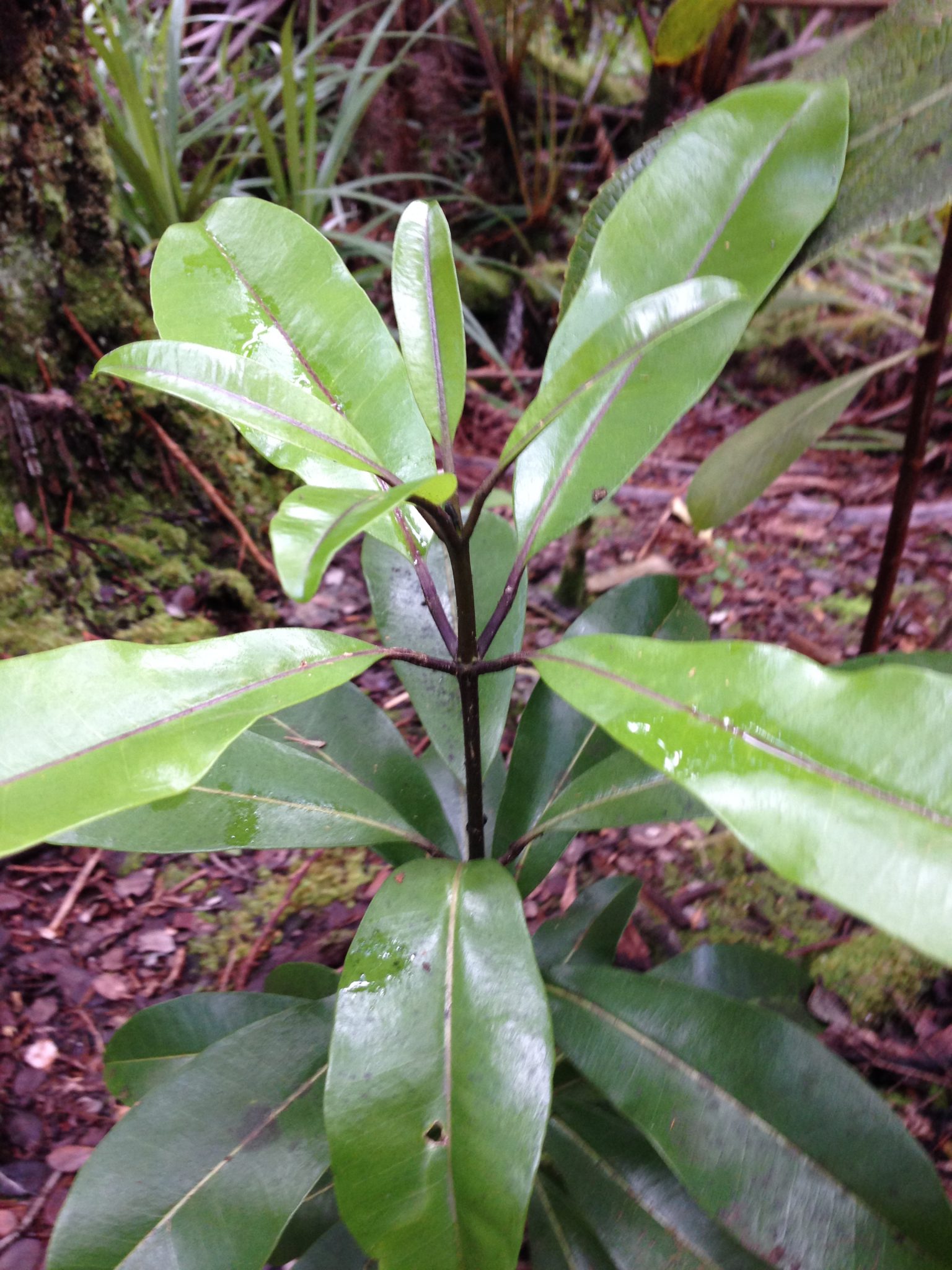 Division of Forestry and Wildlife: Forestry Program | Alani