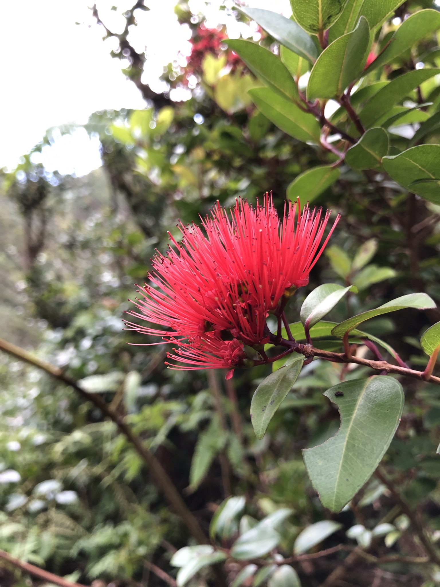 Division of Forestry and Wildlife: Forestry Program | ‘Ōhi‘a lehua