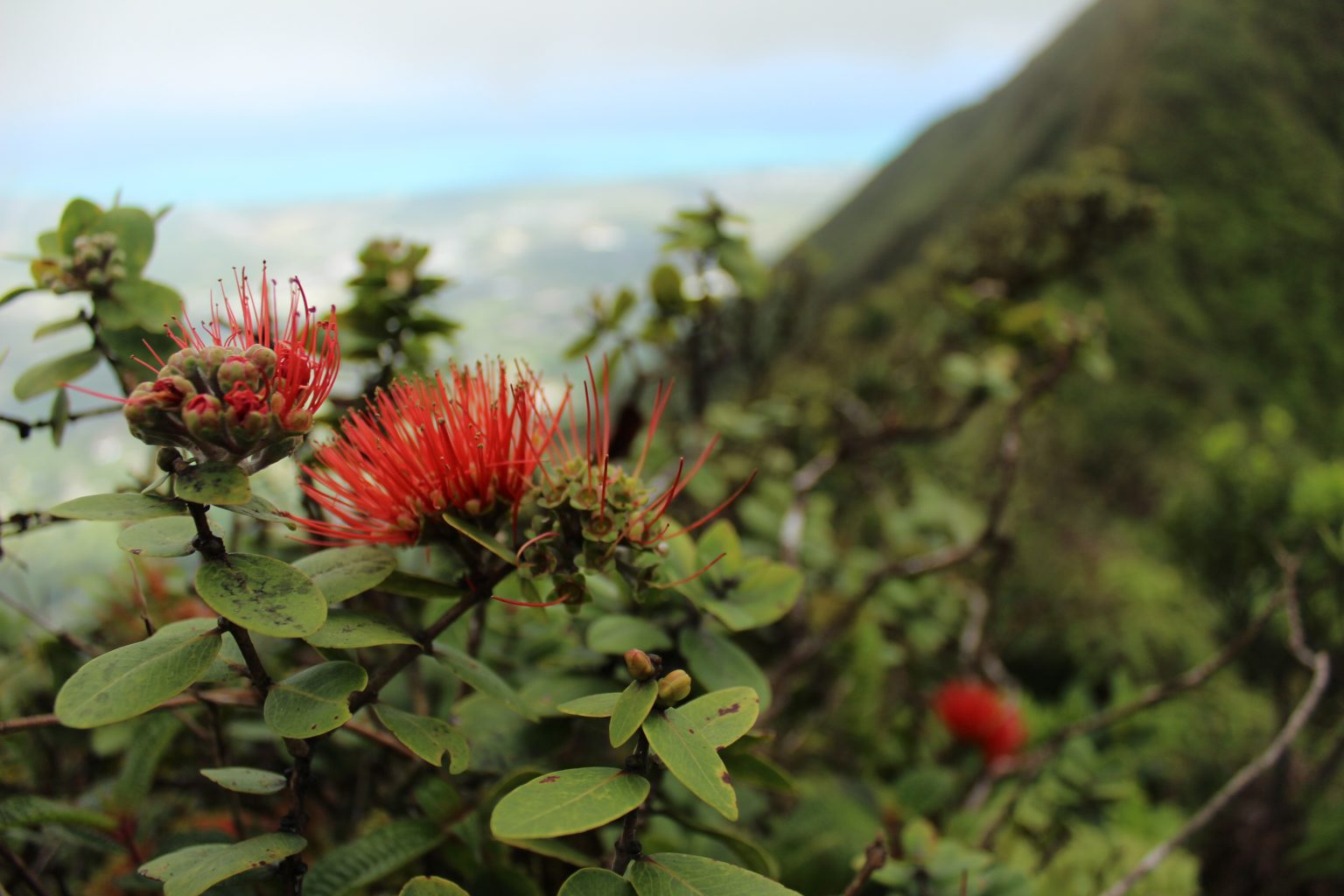 Division of Forestry and Wildlife: Forestry Program | ‘Ōhi‘a lehua