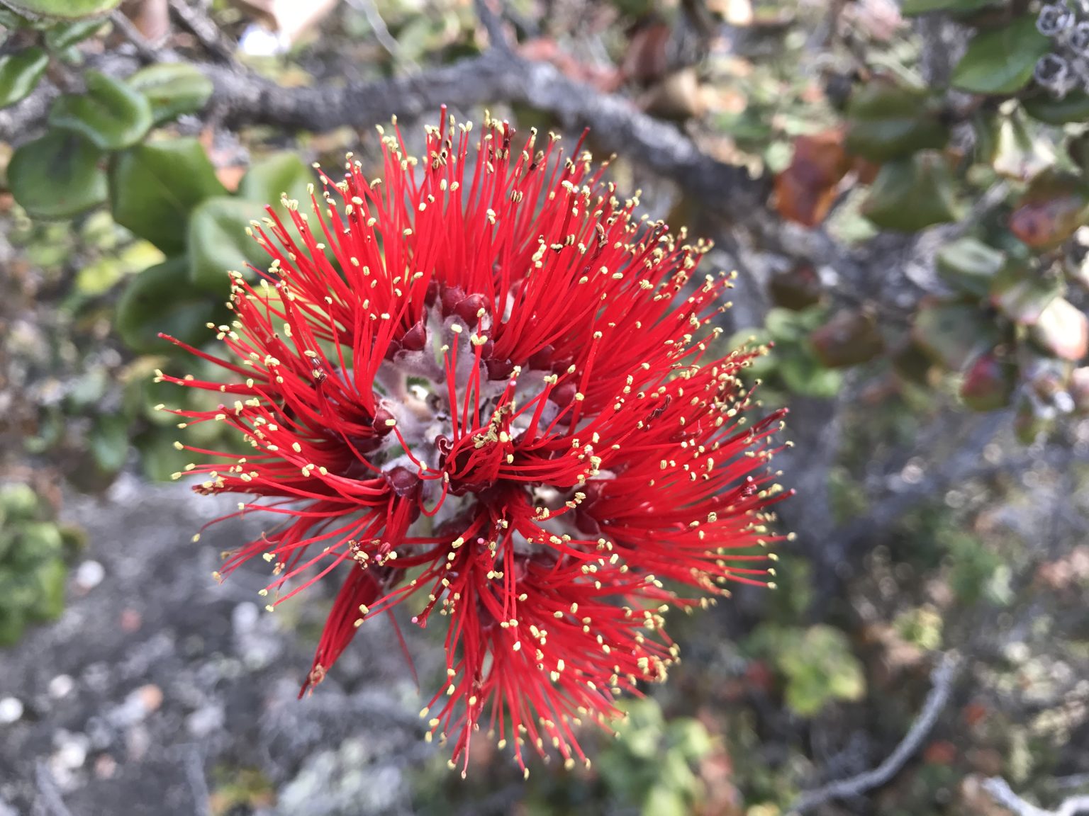 Division of Forestry and Wildlife: Forestry Program | ‘Ōhi‘a lehua