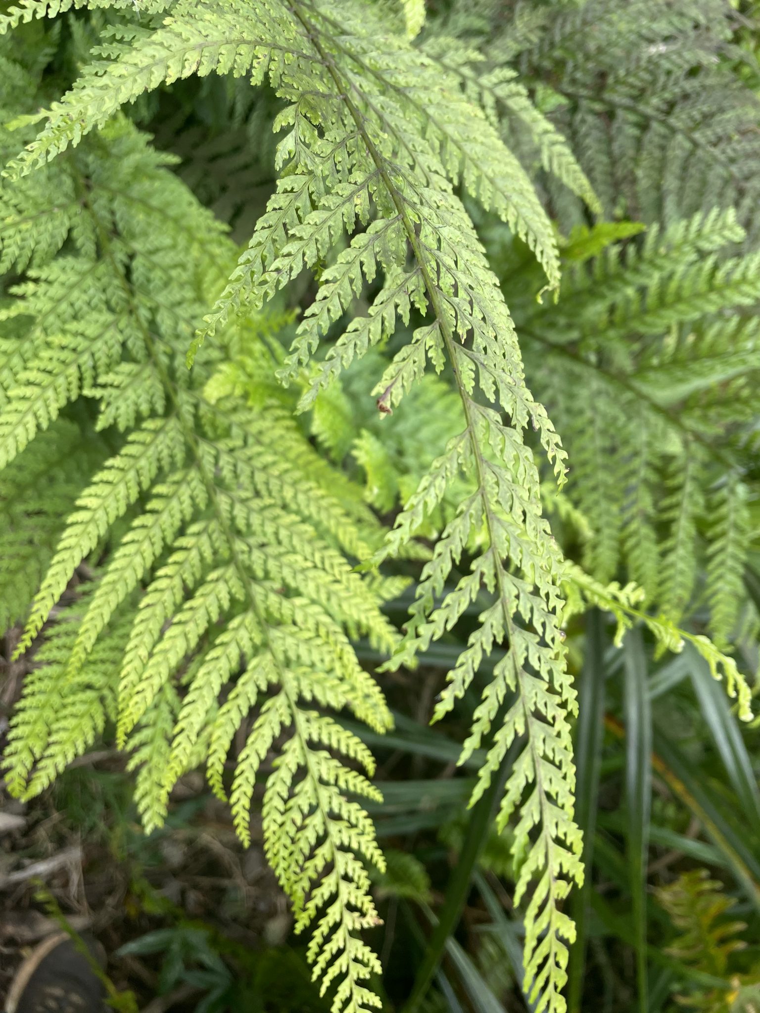 Division of Forestry and Wildlife: Forestry Program | Palapalai