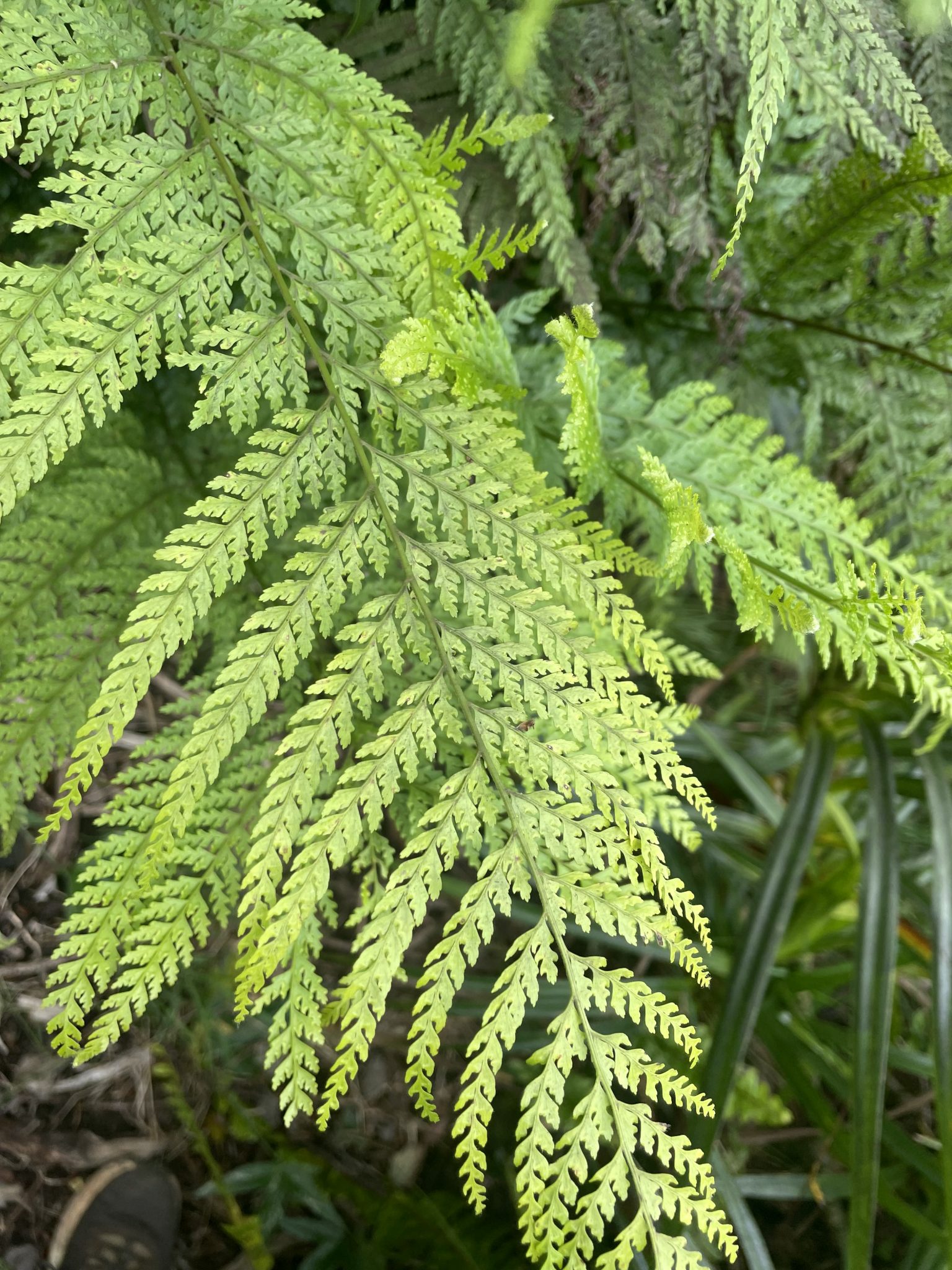 Division of Forestry and Wildlife: Forestry Program | Palapalai