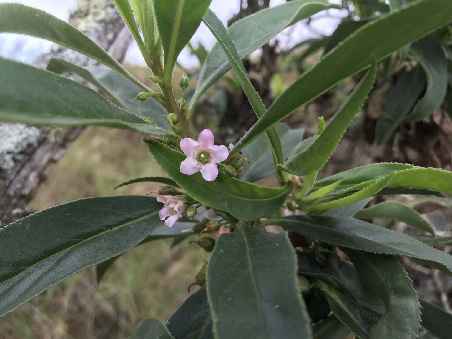 Division of Forestry and Wildlife: Forestry Program | Naio