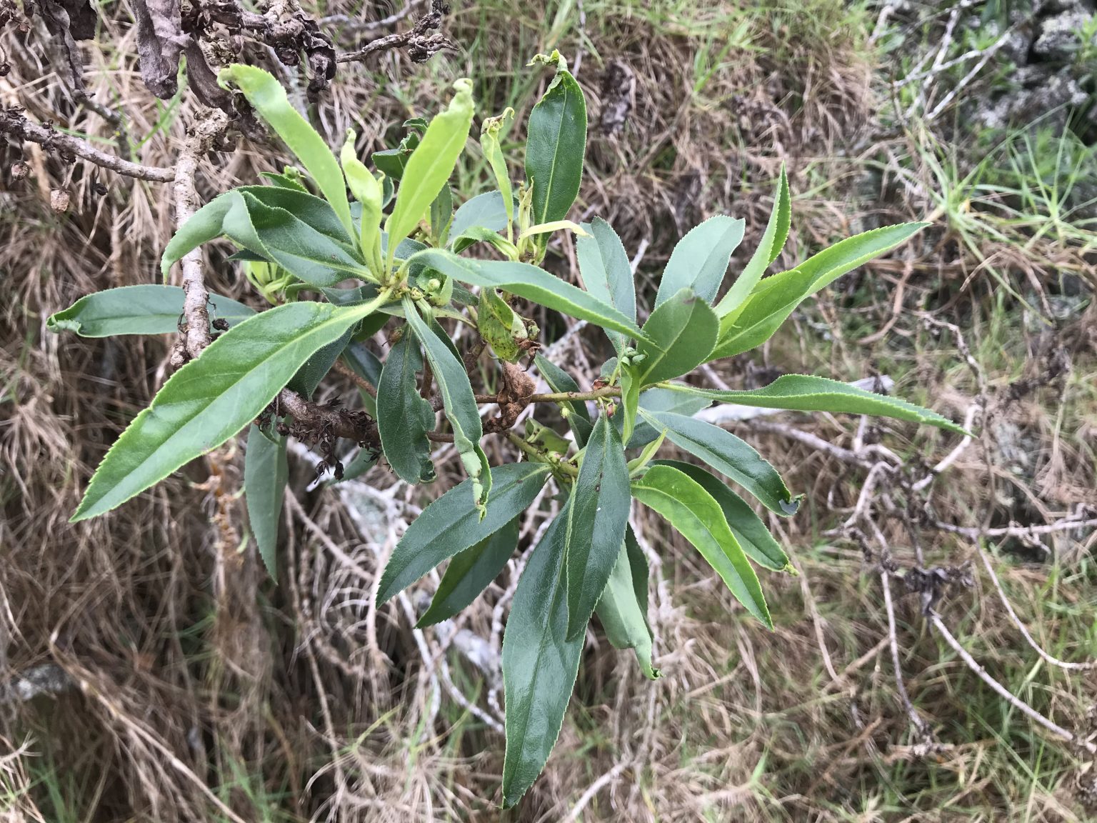 Division of Forestry and Wildlife: Forestry Program | Naio