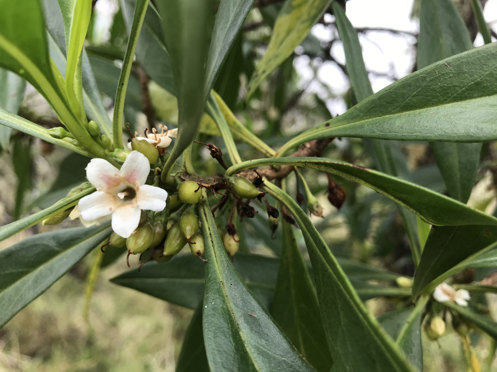 Division of Forestry and Wildlife: Forestry Program | Naio
