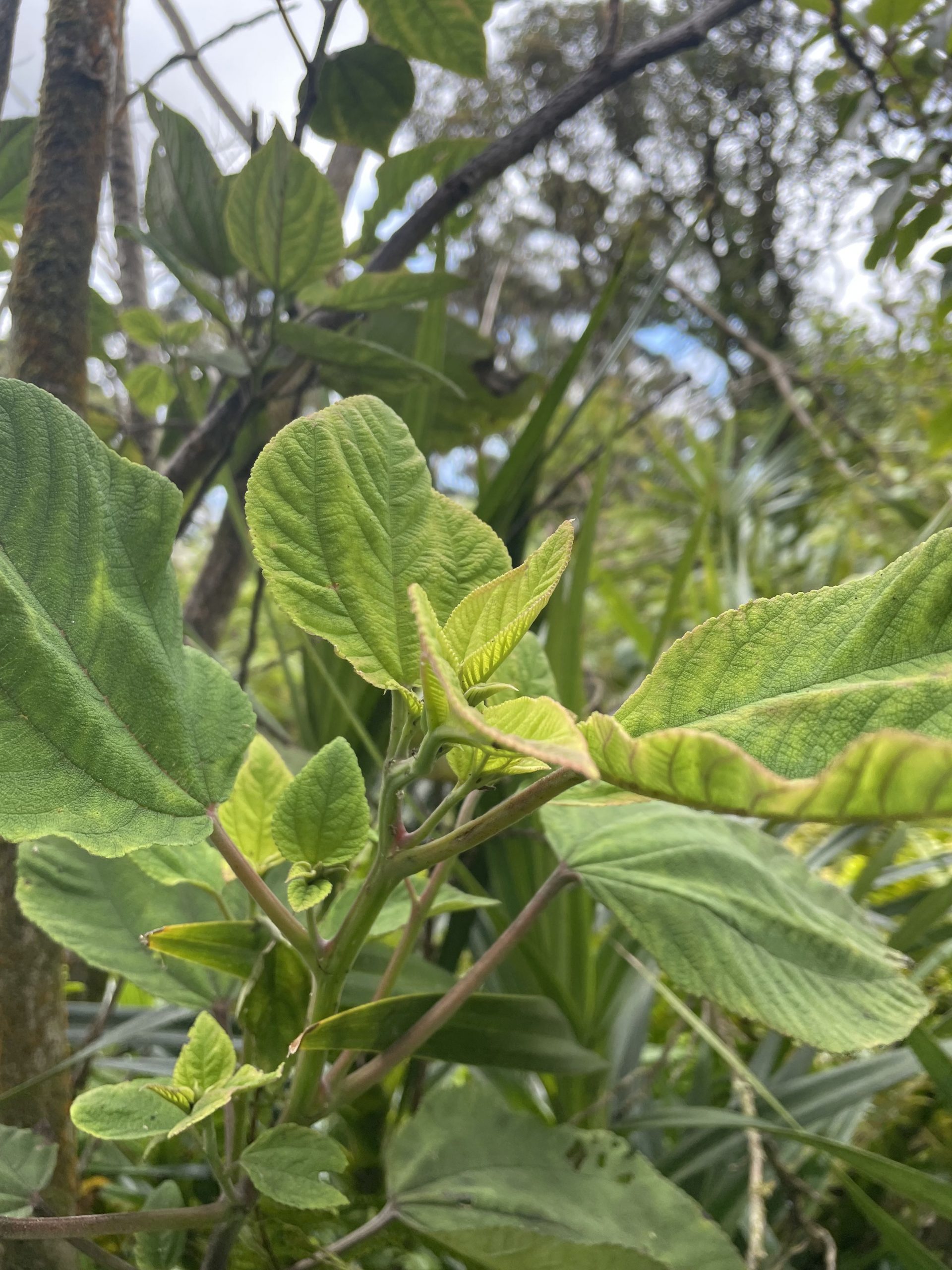 Division of Forestry and Wildlife: Forestry Program | Māmaki