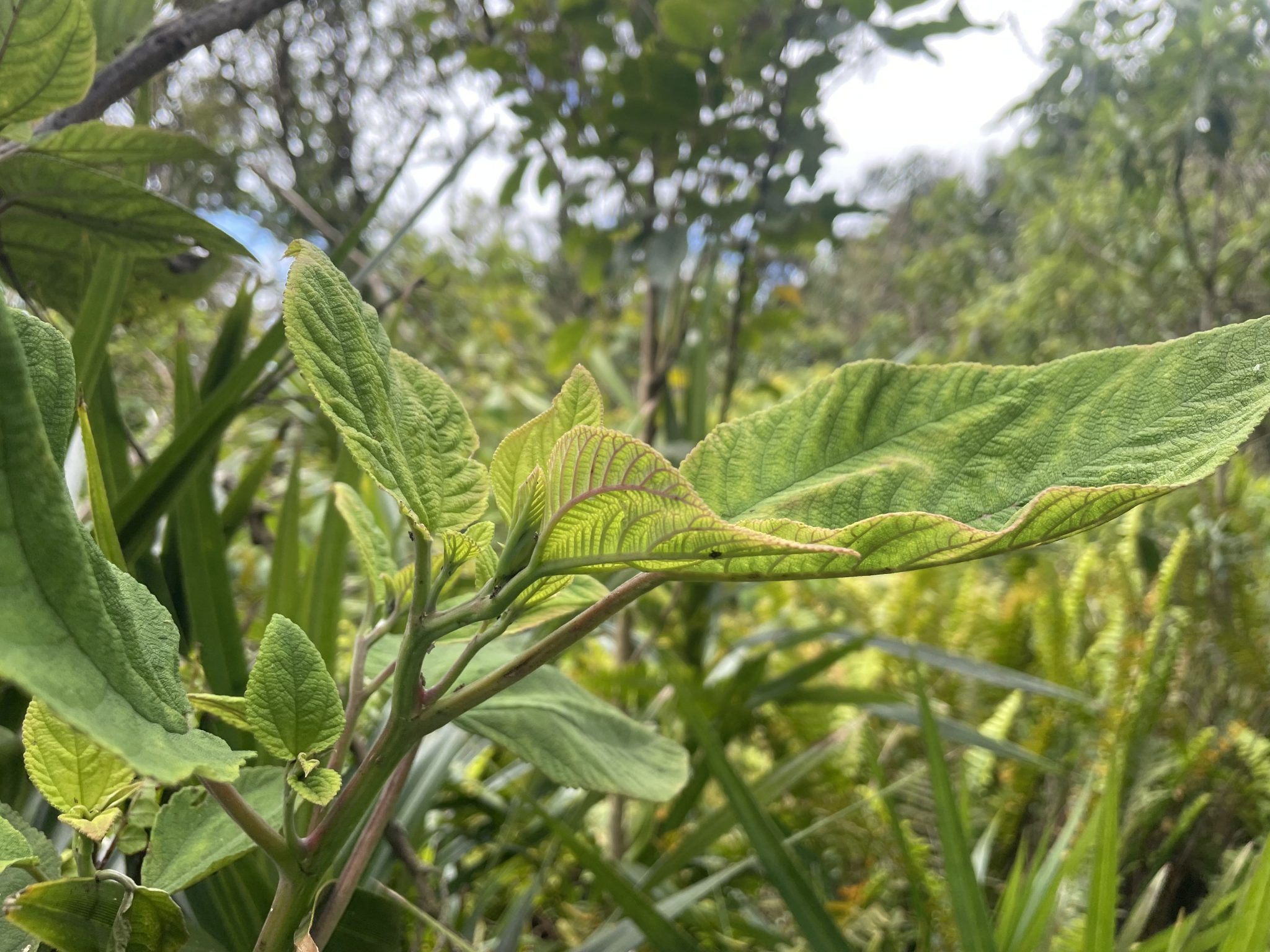 Division of Forestry and Wildlife: Forestry Program | Māmaki