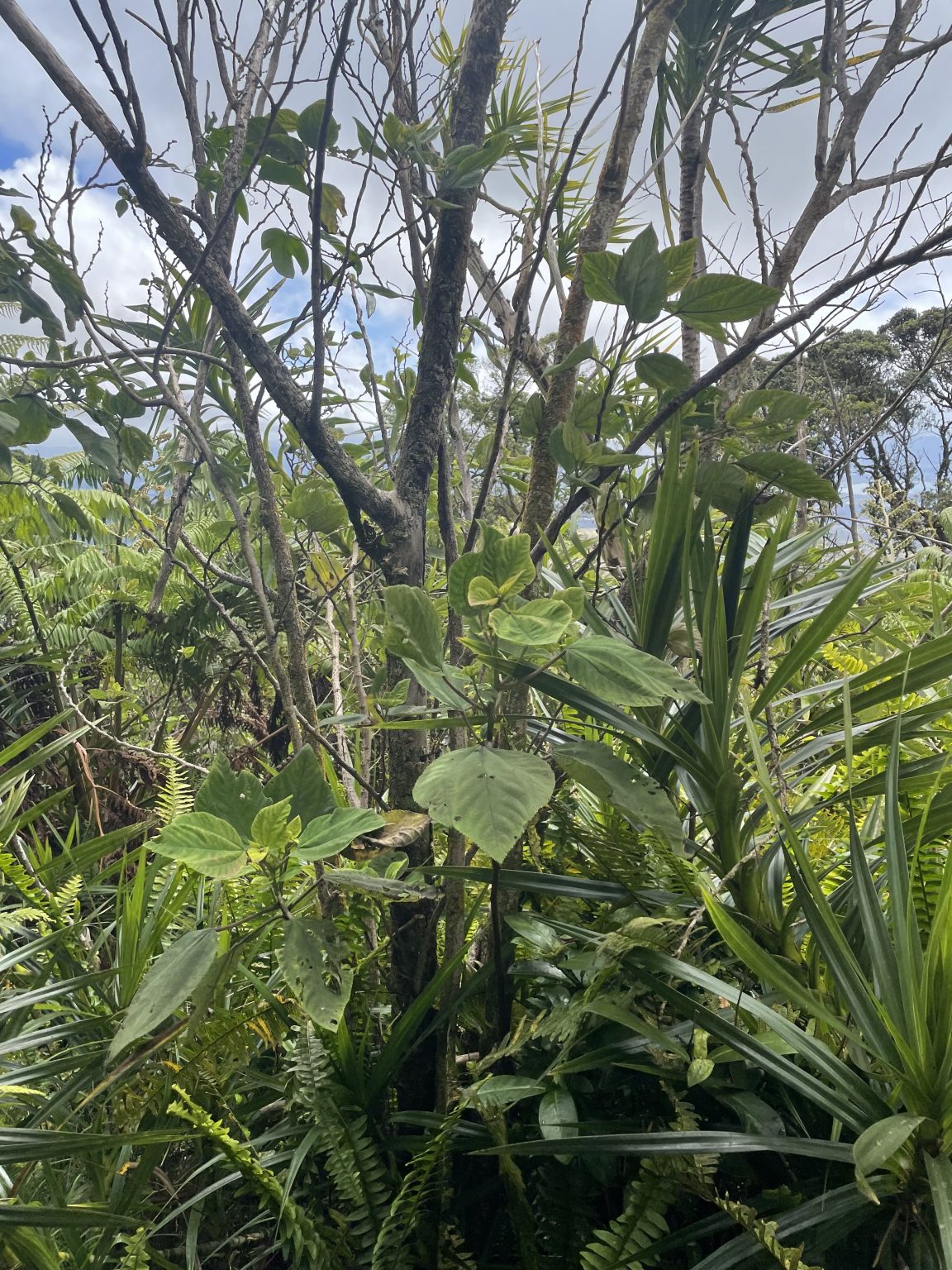 Division of Forestry and Wildlife: Forestry Program | Māmaki