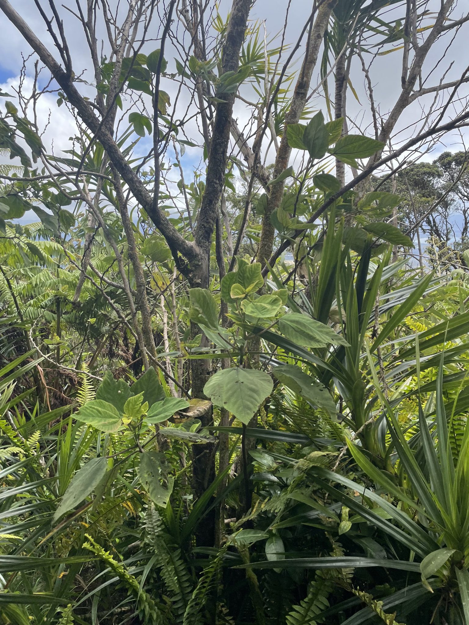 Division of Forestry and Wildlife: Forestry Program | Māmaki