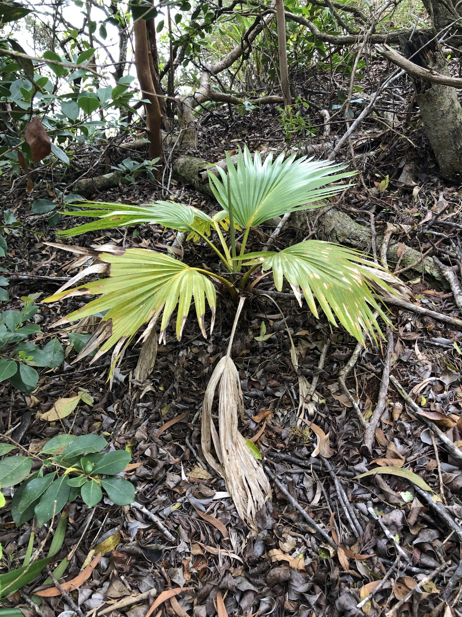 Division of Forestry and Wildlife: Forestry Program | Loulu