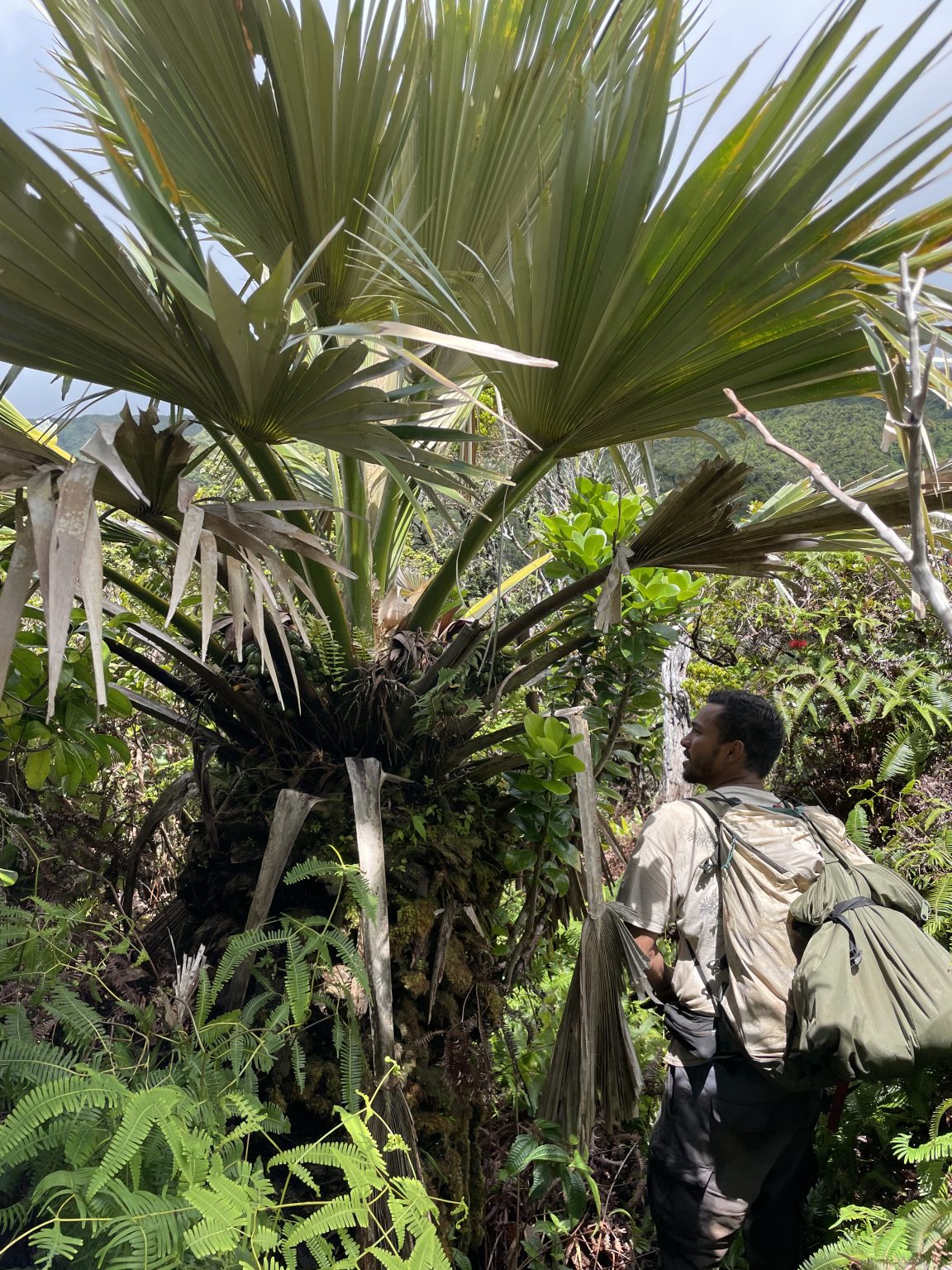 Division of Forestry and Wildlife: Forestry Program | Loulu