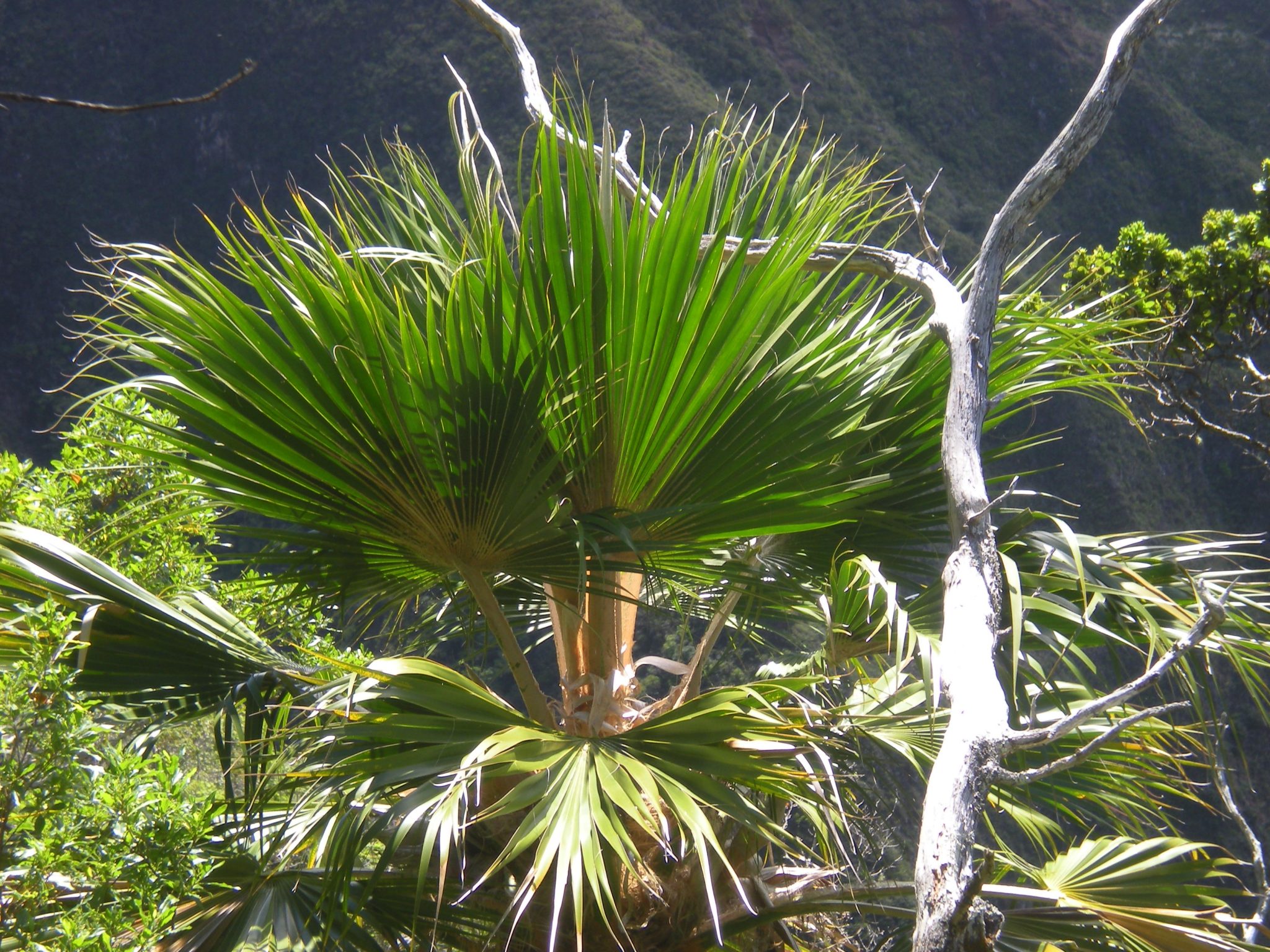 Division of Forestry and Wildlife: Forestry Program | Loulu