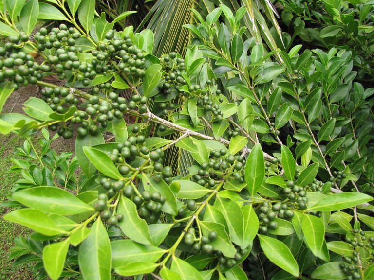 Division of Forestry and Wildlife: Forestry Program | Alahe’e