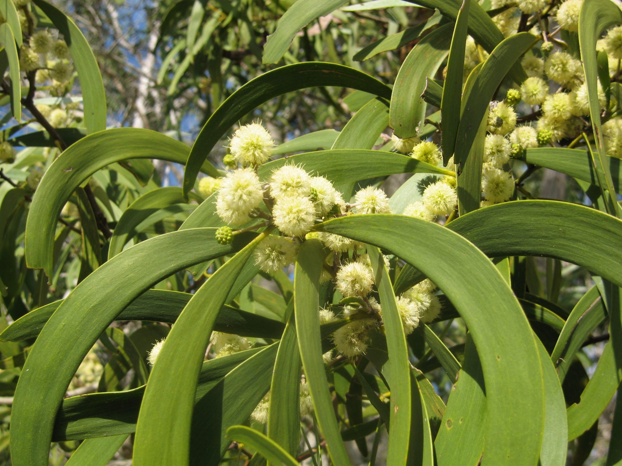 Division of Forestry and Wildlife: Forestry Program | Koa