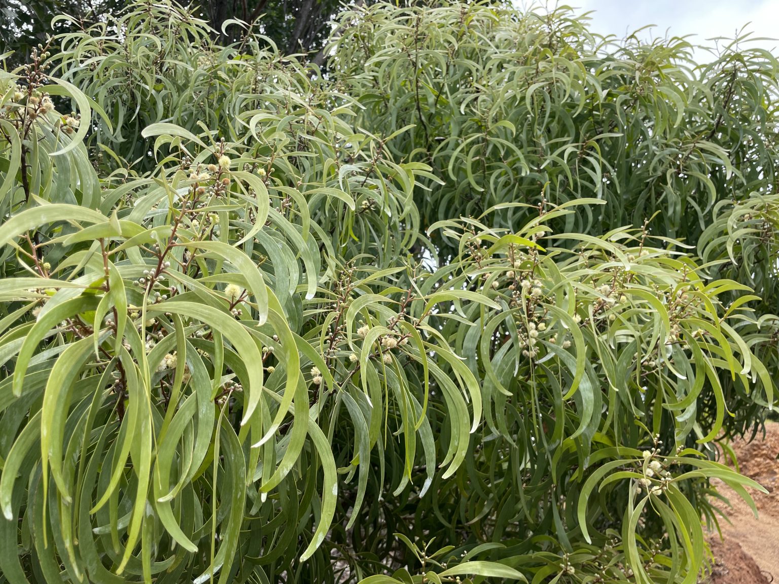 Division of Forestry and Wildlife: Forestry Program | Koa