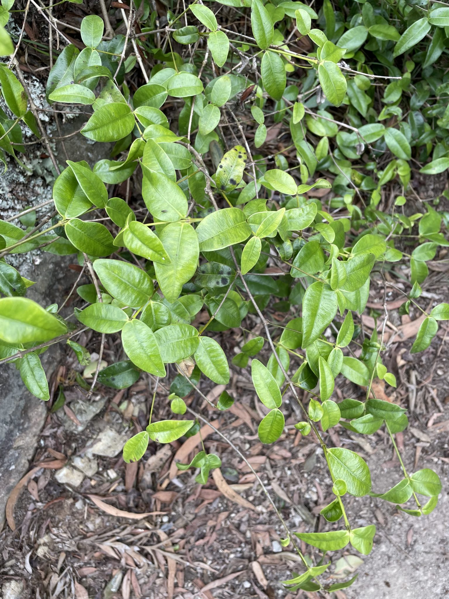 Division of Forestry and Wildlife: Forestry Program | Maile