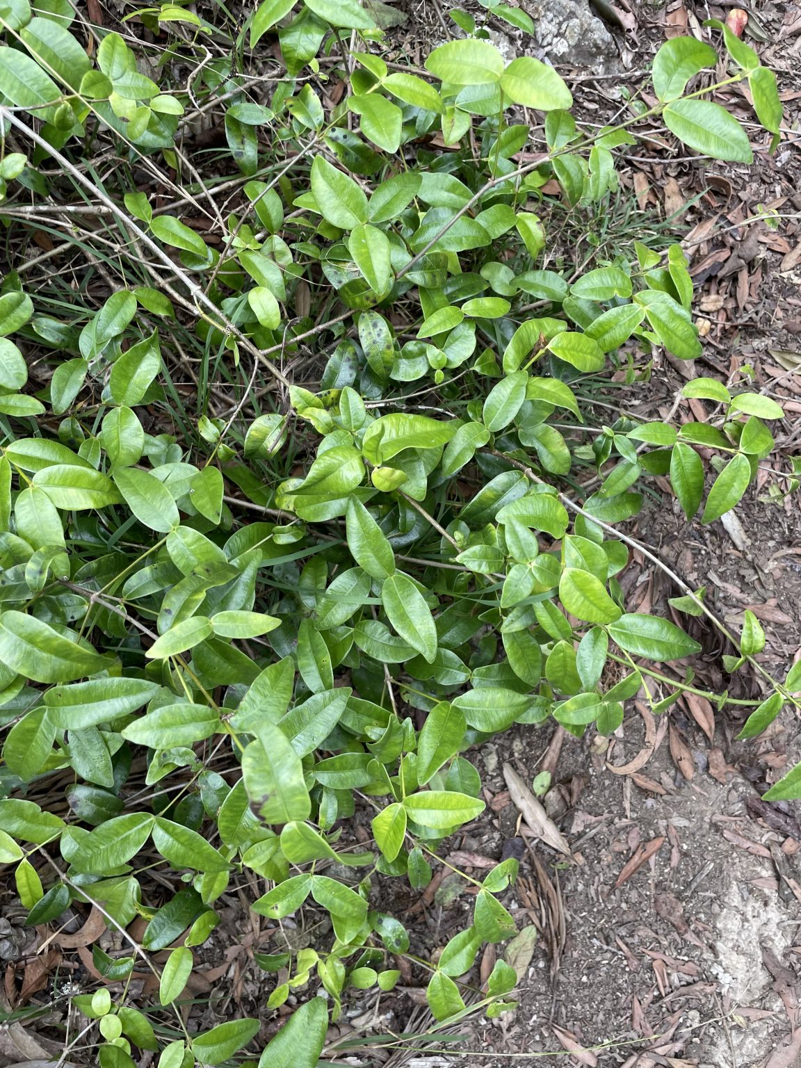 Division of Forestry and Wildlife: Forestry Program | Maile