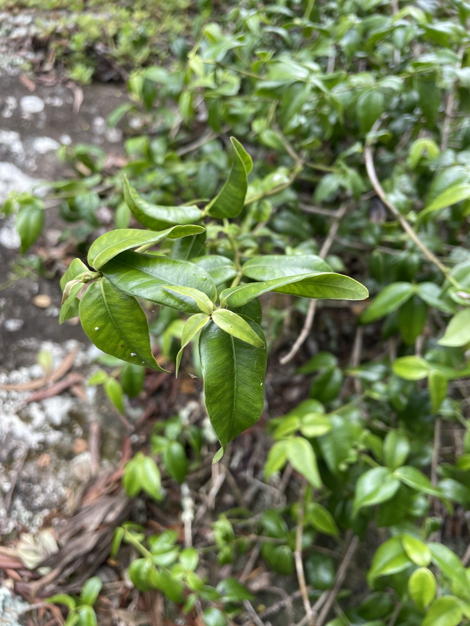Division of Forestry and Wildlife: Forestry Program | Maile