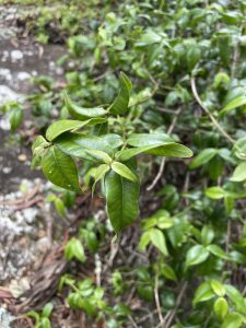 Division of Forestry and Wildlife: Forestry Program | Maile