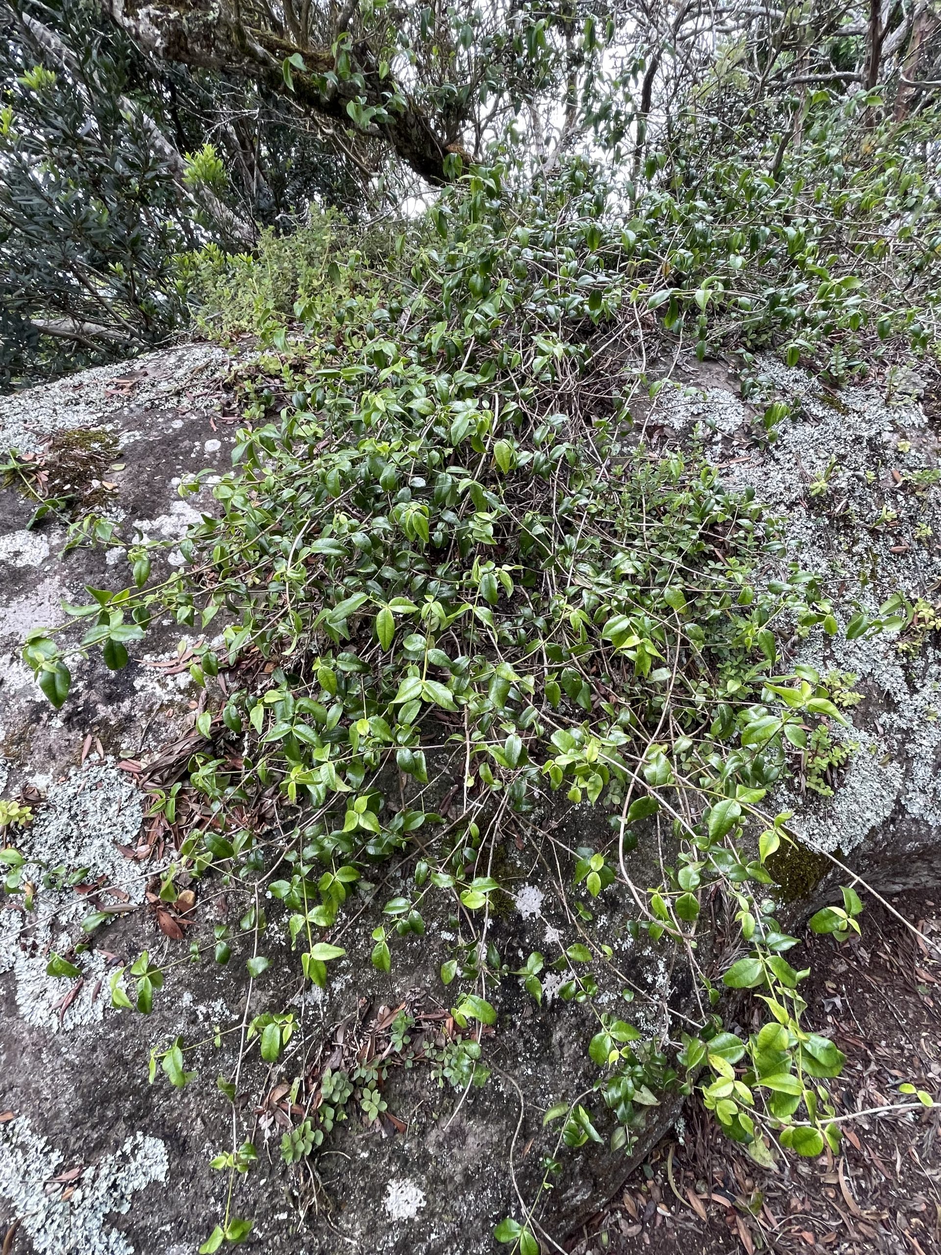 Division of Forestry and Wildlife: Forestry Program | Maile