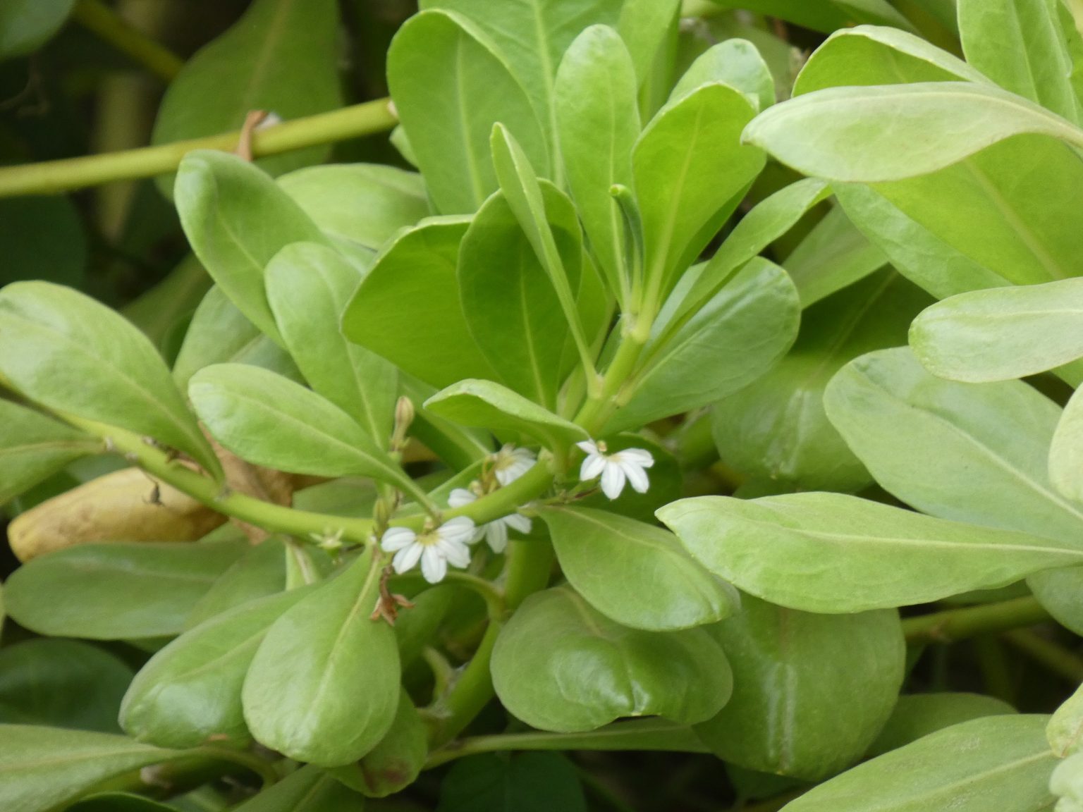 Division of Forestry and Wildlife: Forestry Program | Naupaka kahakai
