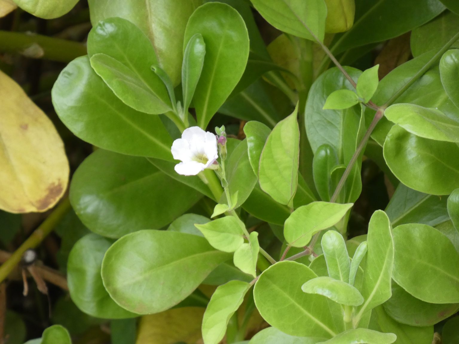 Division of Forestry and Wildlife: Forestry Program | Naupaka kahakai