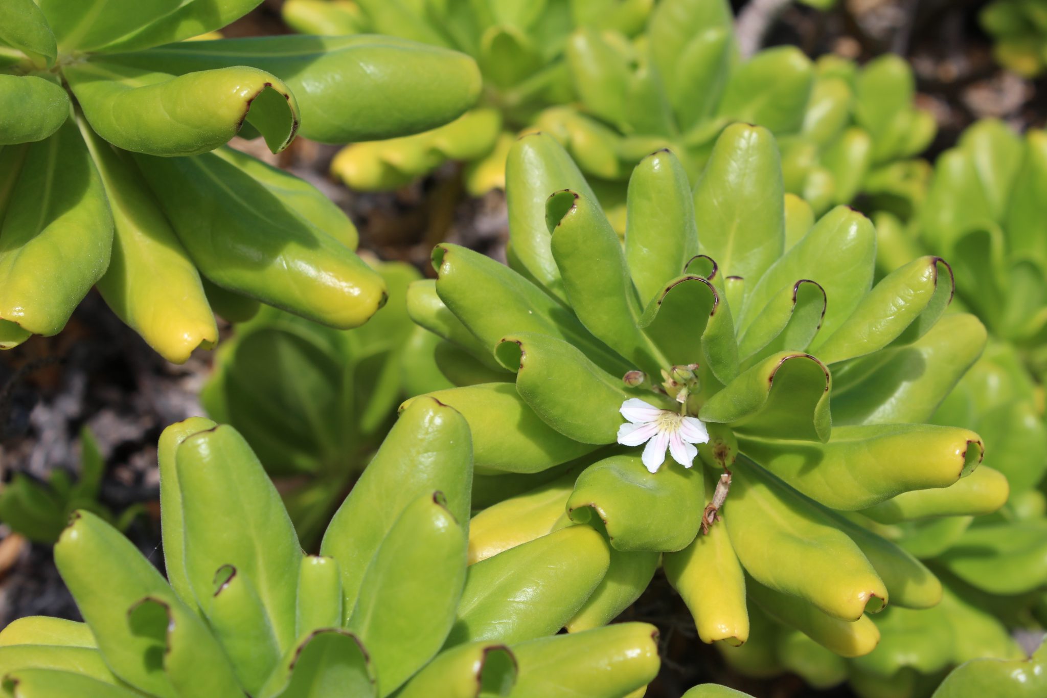 Division of Forestry and Wildlife: Forestry Program | Naupaka kahakai