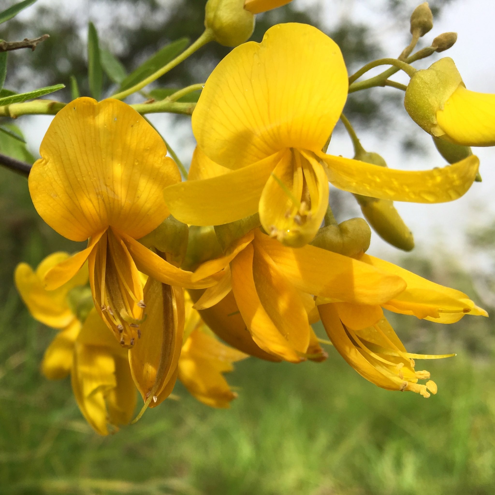 Division of Forestry and Wildlife: Forestry Program | Māmane