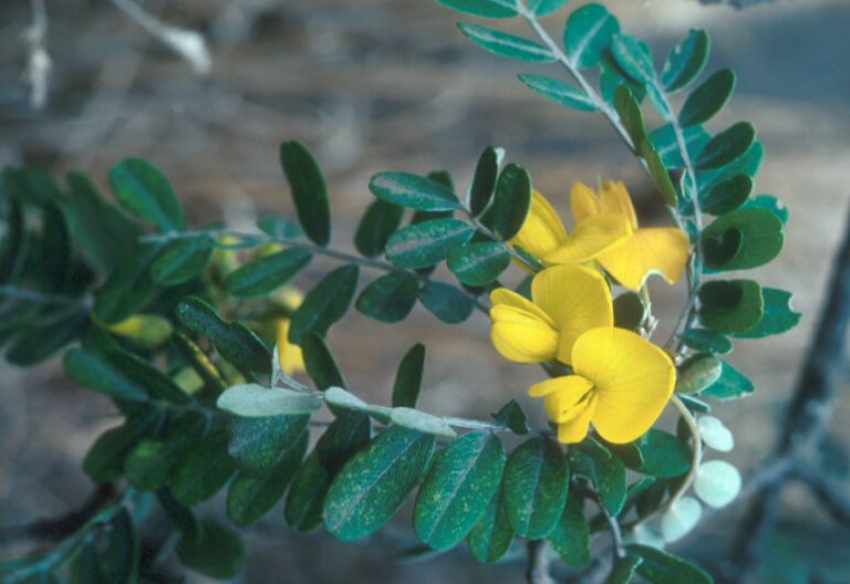 Division of Forestry and Wildlife: Forestry Program | Māmane