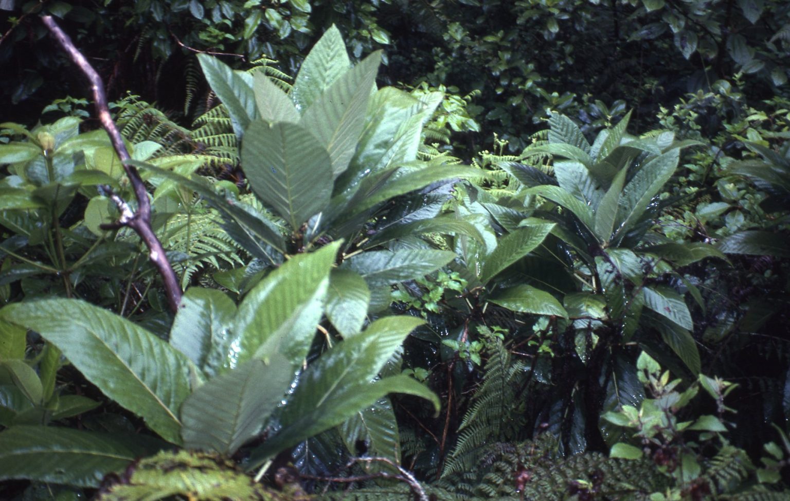 Division of Forestry and Wildlife: Forestry Program | Olonā