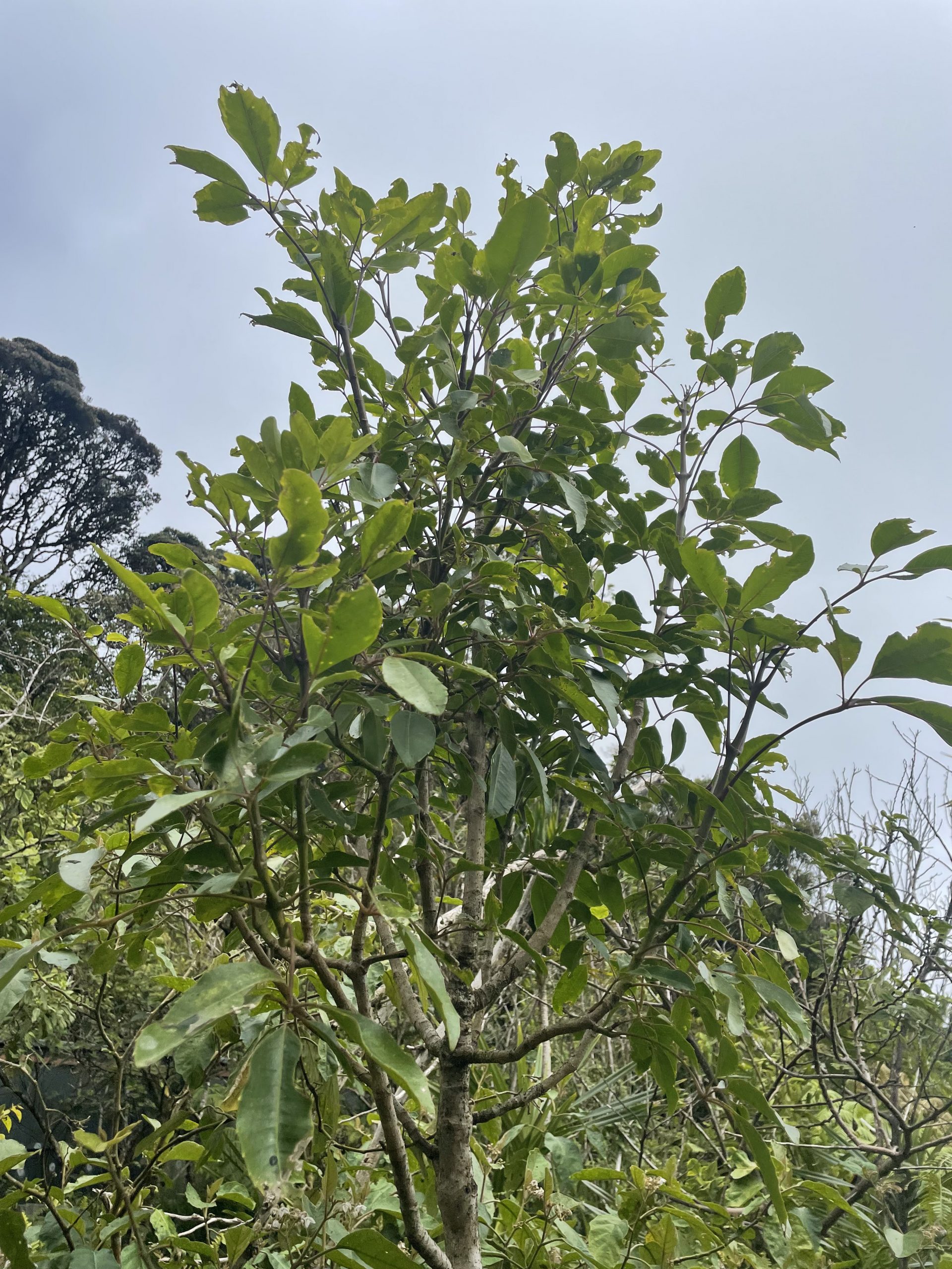 Division of Forestry and Wildlife: Forestry Program | ‘Ōhelo