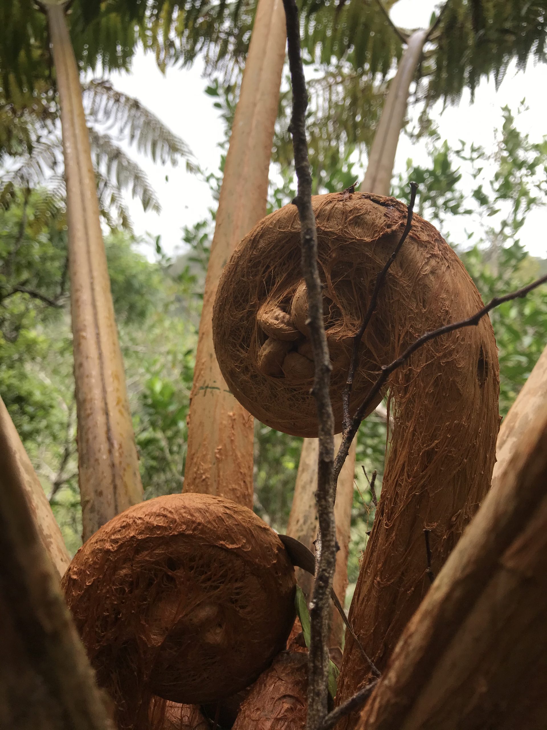 Division of Forestry and Wildlife: Forestry Program | Hāpu’u