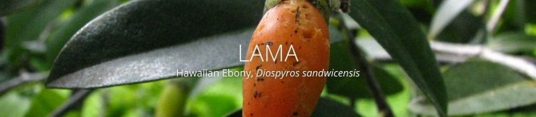 Lama – Division of Forestry and Wildlife: Forestry Program