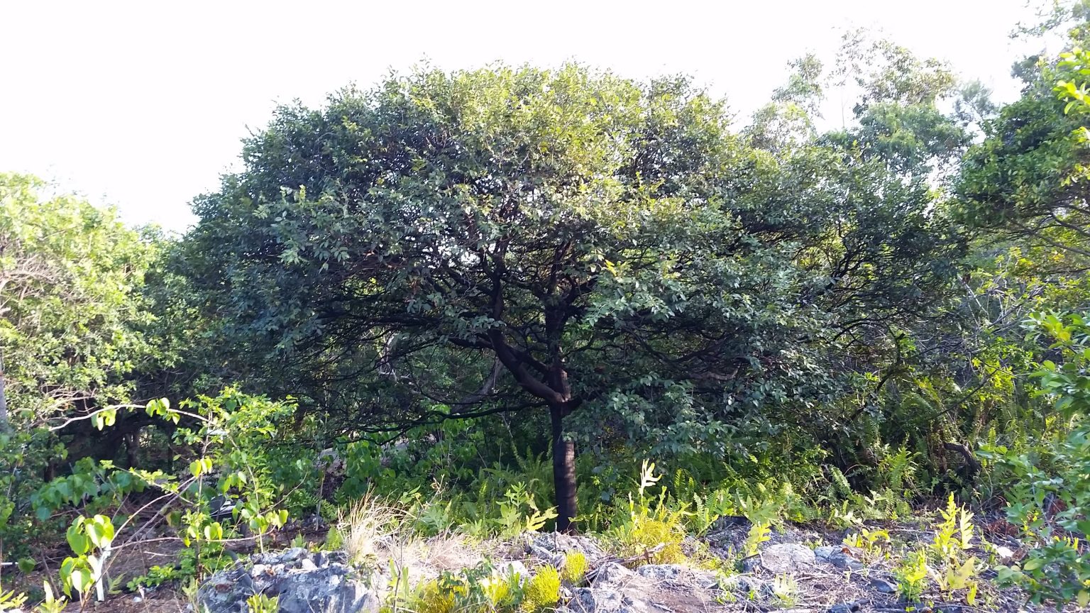 Division of Forestry and Wildlife: Forestry Program | Lama