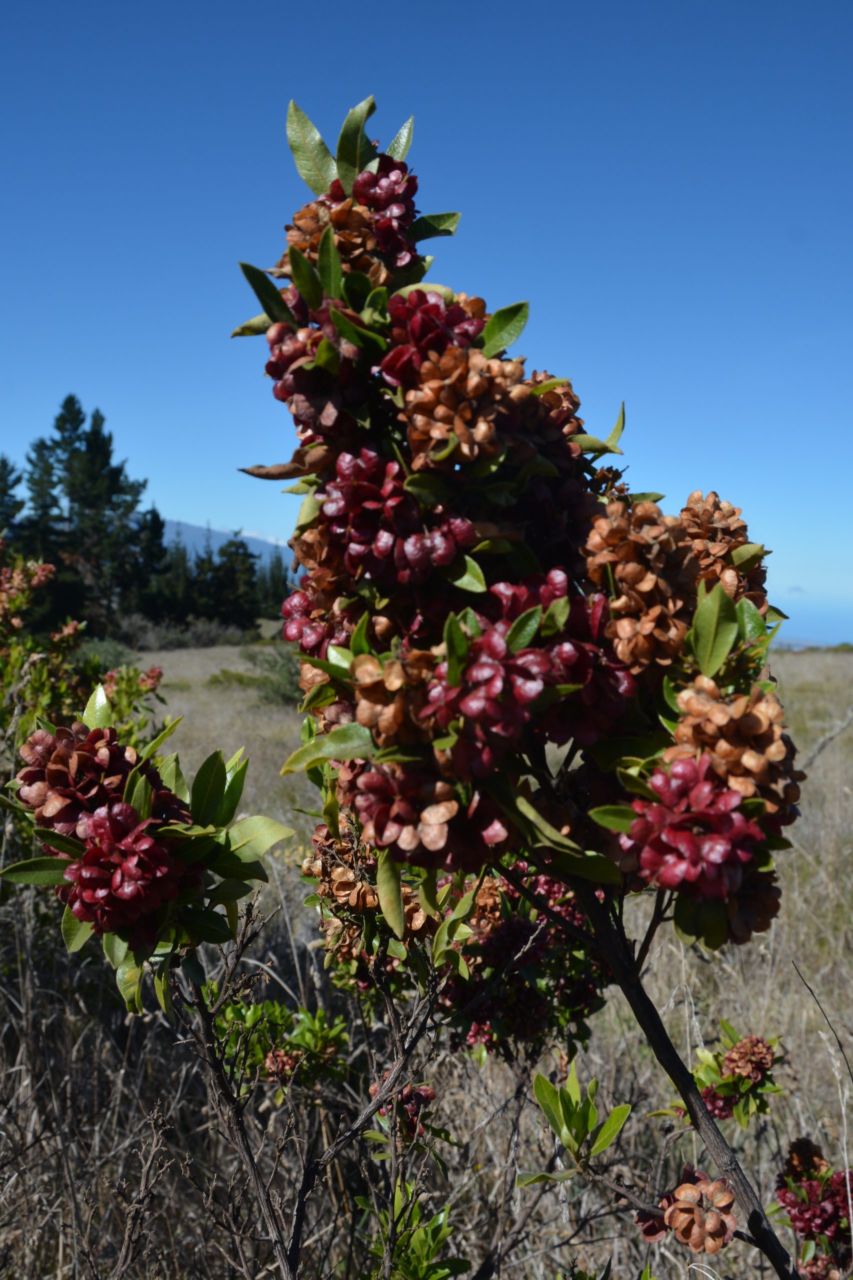 Division of Forestry and Wildlife: Forestry Program | A‘ali‘i