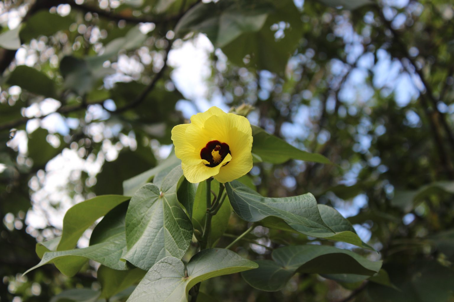 Division of Forestry and Wildlife: Forestry Program | Hau