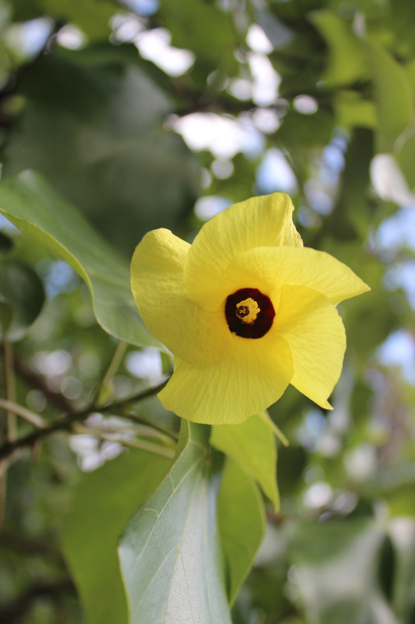 Division of Forestry and Wildlife: Forestry Program | Hau