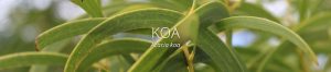 Division of Forestry and Wildlife: Forestry Program | Koa