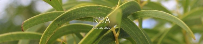 Division of Forestry and Wildlife: Forestry Program | Koa