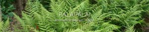 Division of Forestry and Wildlife: Forestry Program | Palapalai