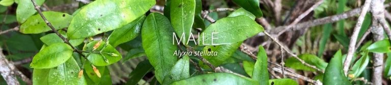 Division of Forestry and Wildlife: Forestry Program | Maile