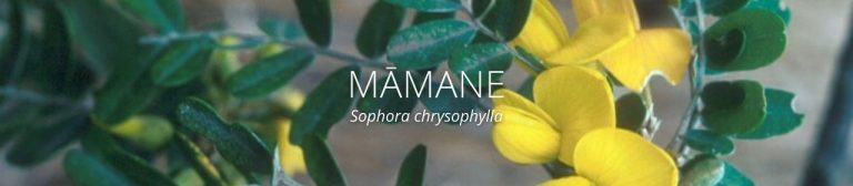 Division of Forestry and Wildlife: Forestry Program | Māmane