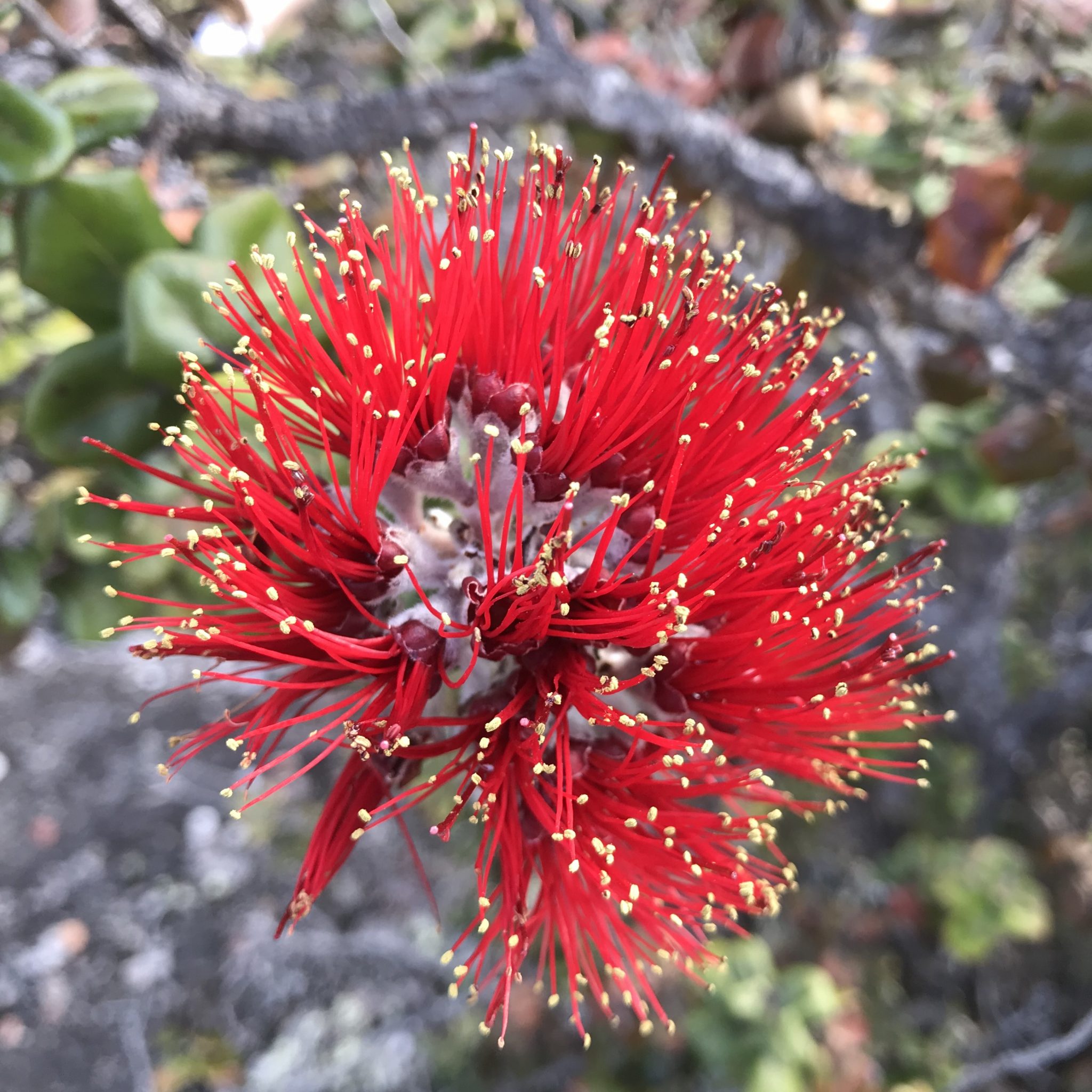 Division of Forestry and Wildlife: Forestry Program | Plants in Hawaiʻi