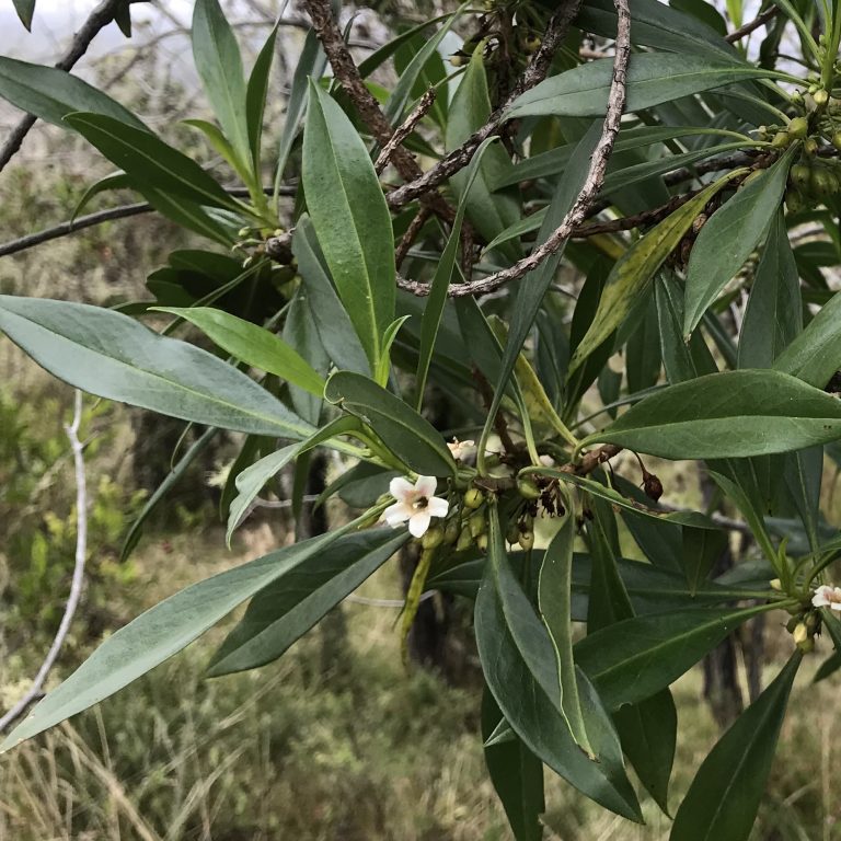 Division of Forestry and Wildlife: Forestry Program | Common Native Plants