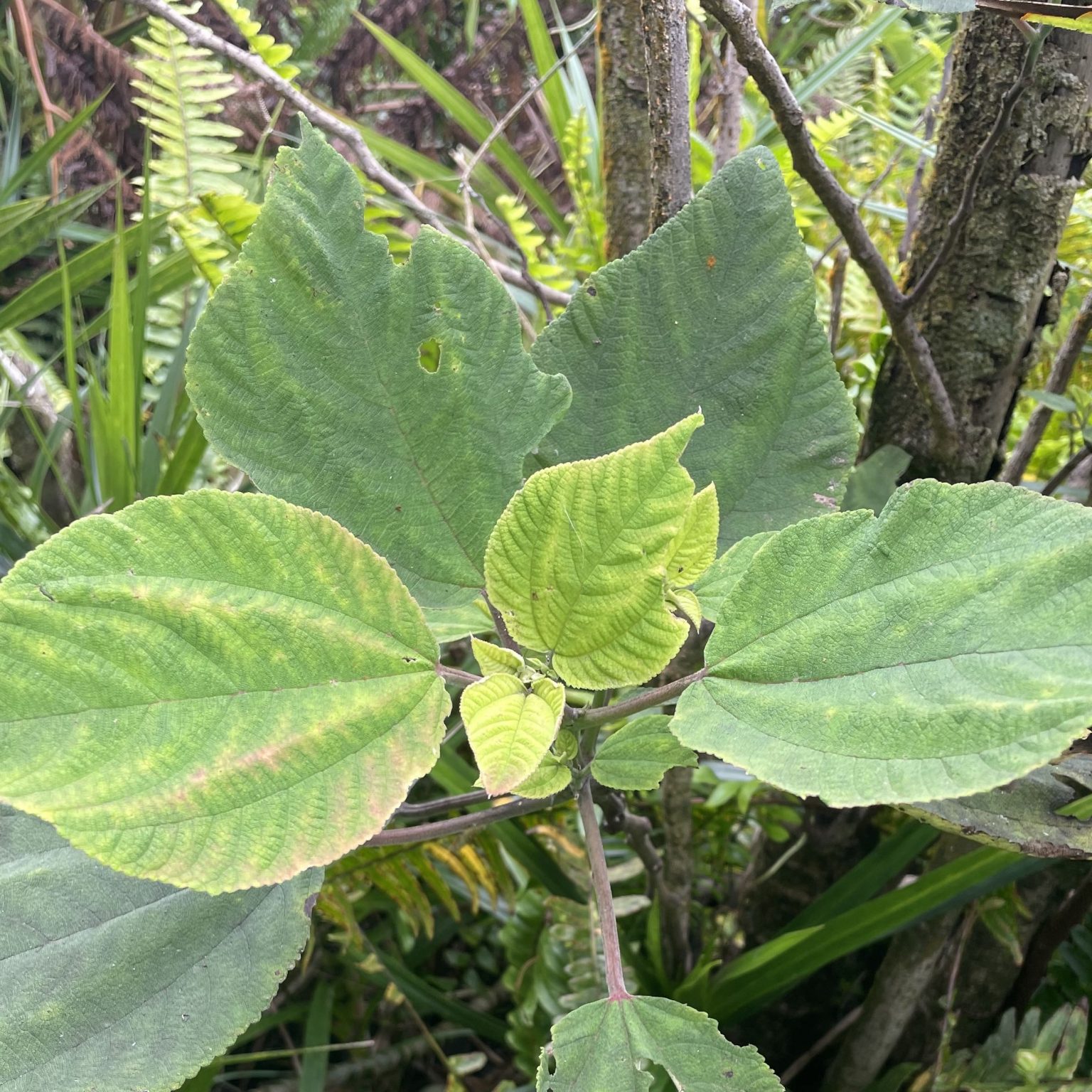 Division of Forestry and Wildlife: Forestry Program | Plants in Hawaiʻi